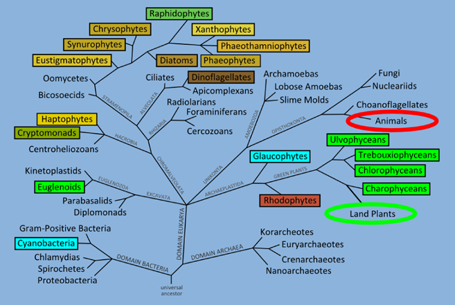 Algae General Characters And Classification 7077